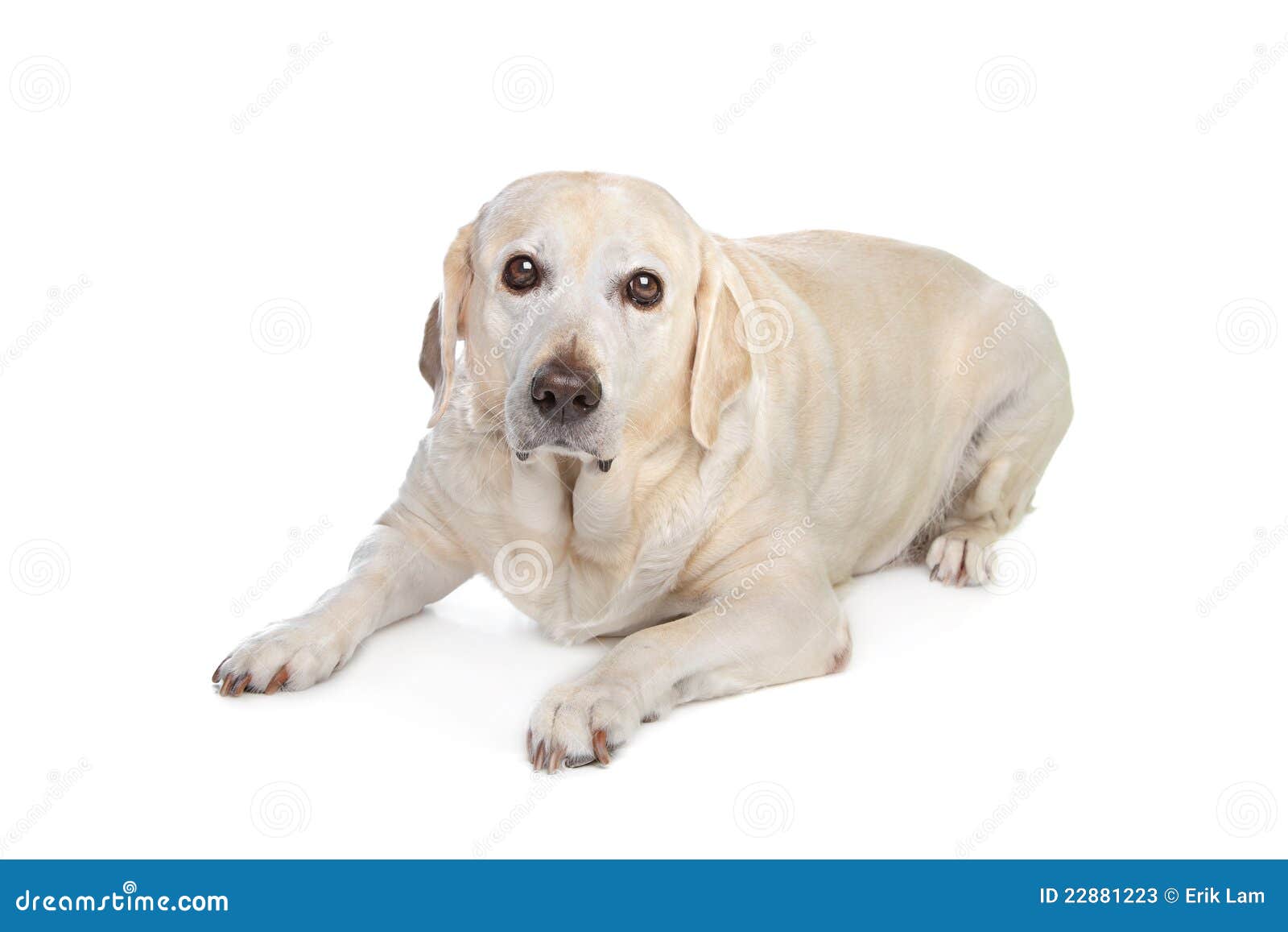 223 Scared Labrador Photos - Free & Royalty-Free Stock Photos from ...