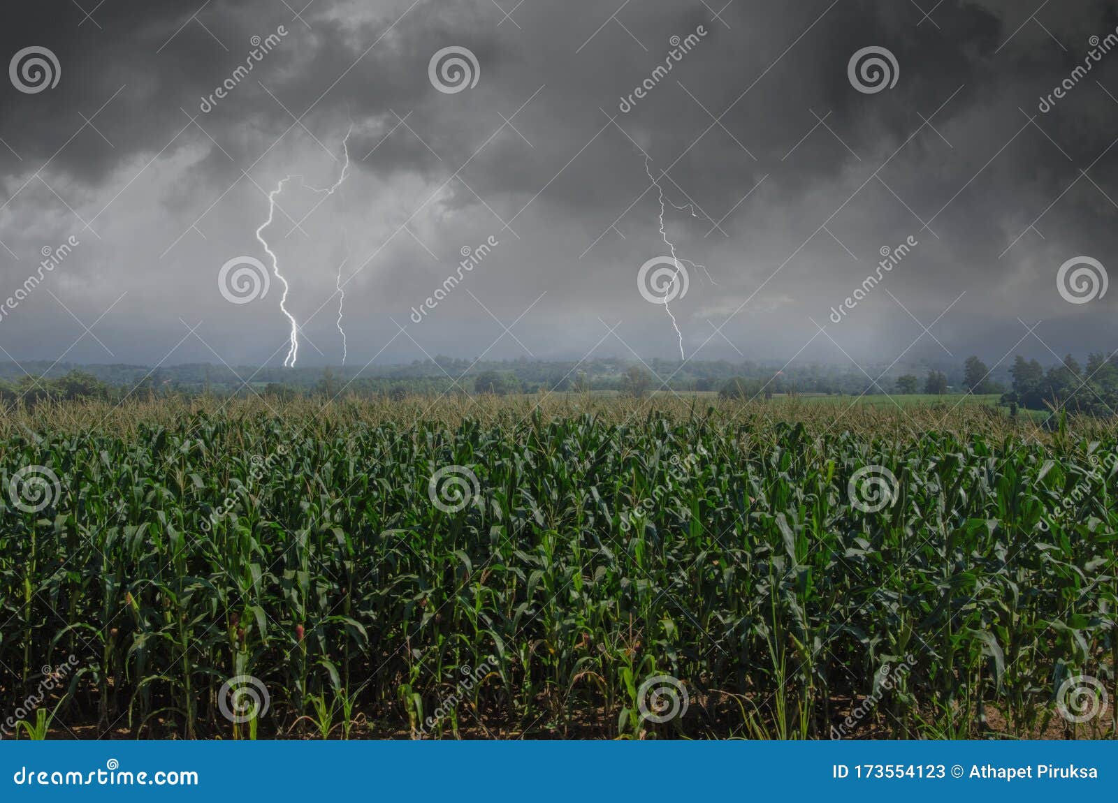 Scared Lightning Far Away in Corn Farm in Monsoon Season Stock Image ...