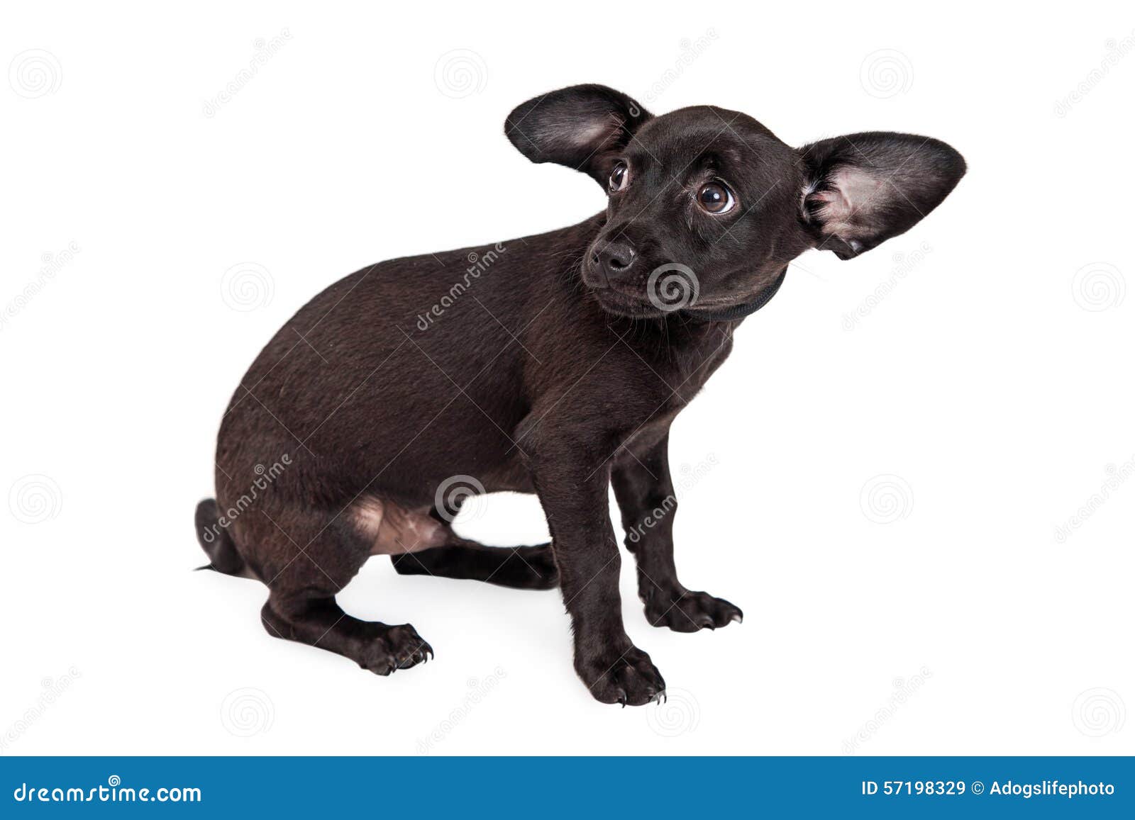 Scared Little Black Chihuahua Puppy Stock Image - Image of puppy, breed ... Scared Little Black Chihuahua Puppy Stock Image - Image of puppy, breed ...