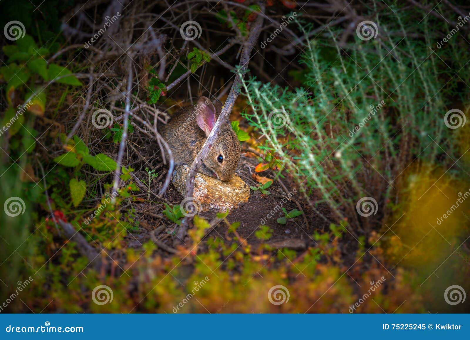 Scared Little Bunny Rabbit stock image. Image of brown - 75225245