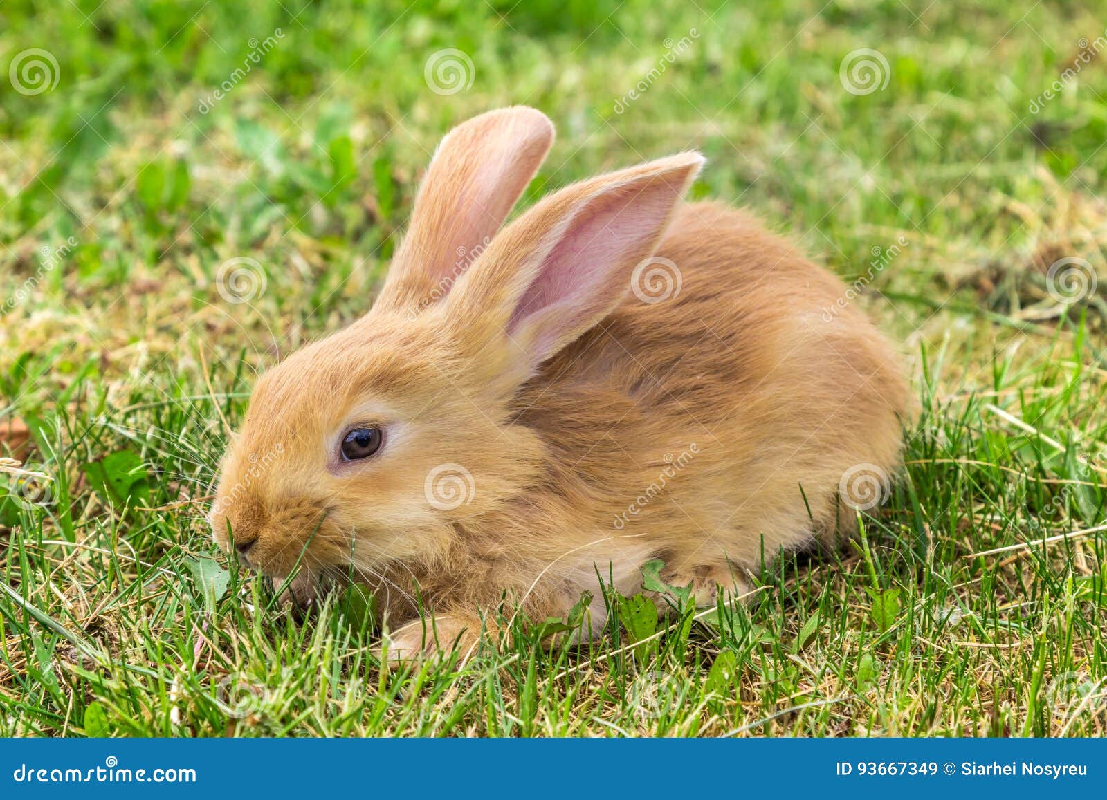 Scared Look of Young Rabbit. Stock Image - Image of cottontail, look ...
