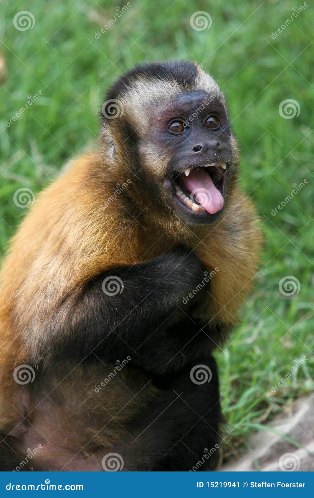 Scared monkey stock image. Image of south, teeth, tufted - 15219941