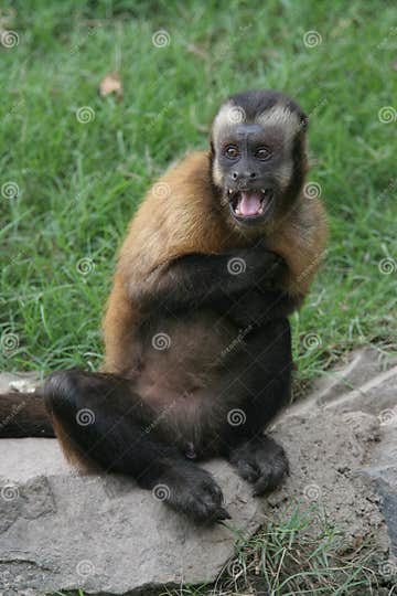 Scared monkey stock image. Image of expression, mammal - 15219963