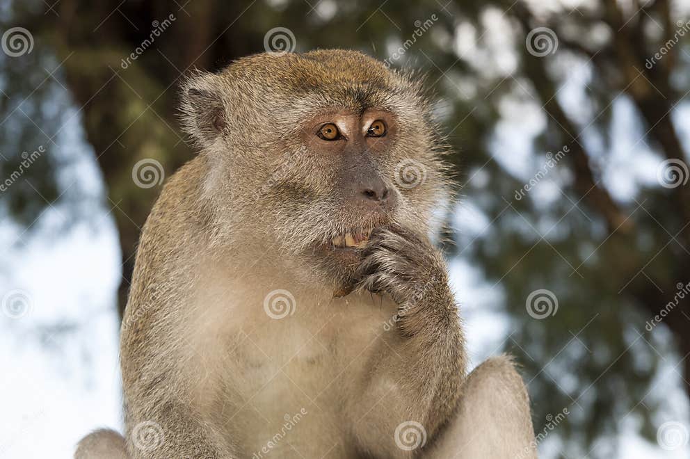 Scared monkey stock image. Image of horizontal, asia - 42782725