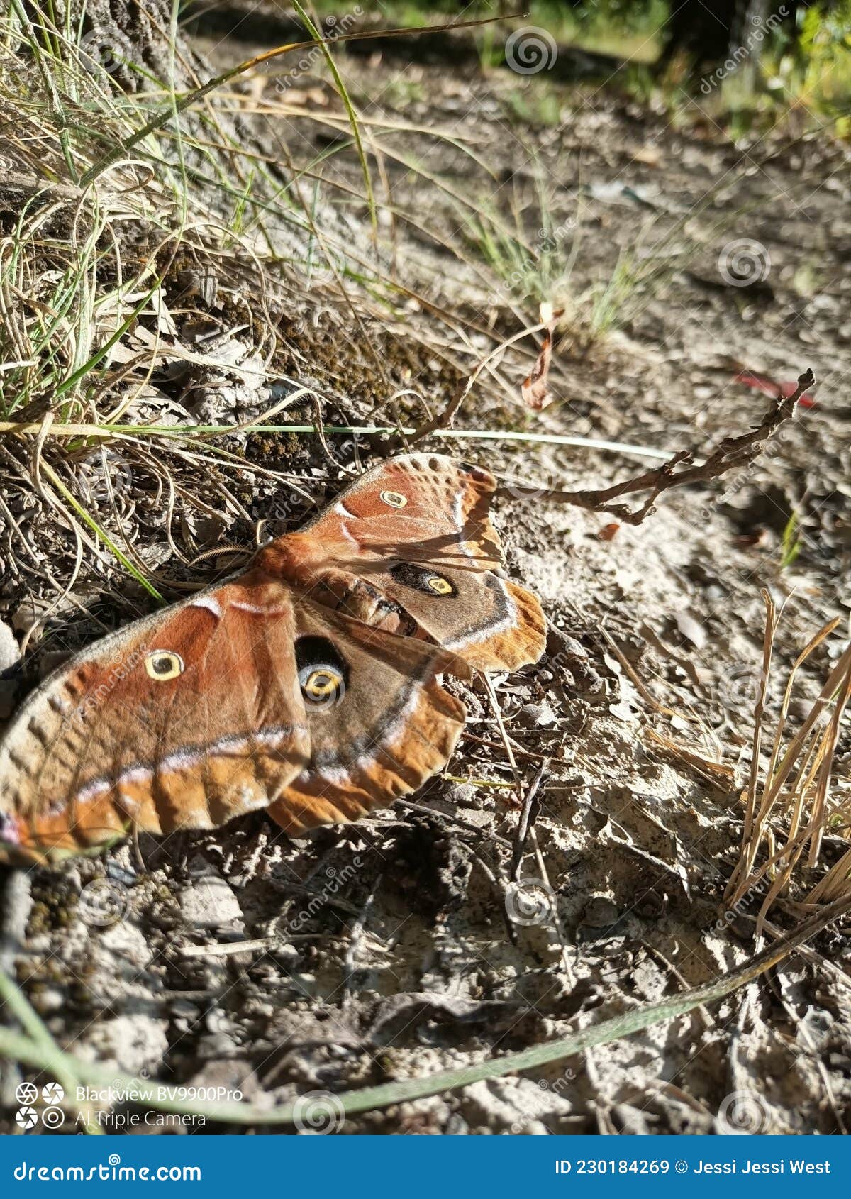 Scared moth wings stock image. Image of soil, insect - 230184269