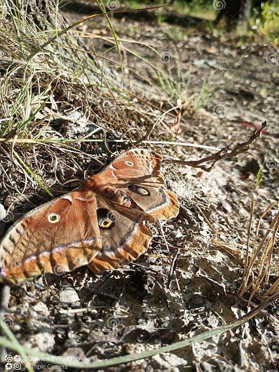 Scared moth wings stock image. Image of soil, insect - 230184269