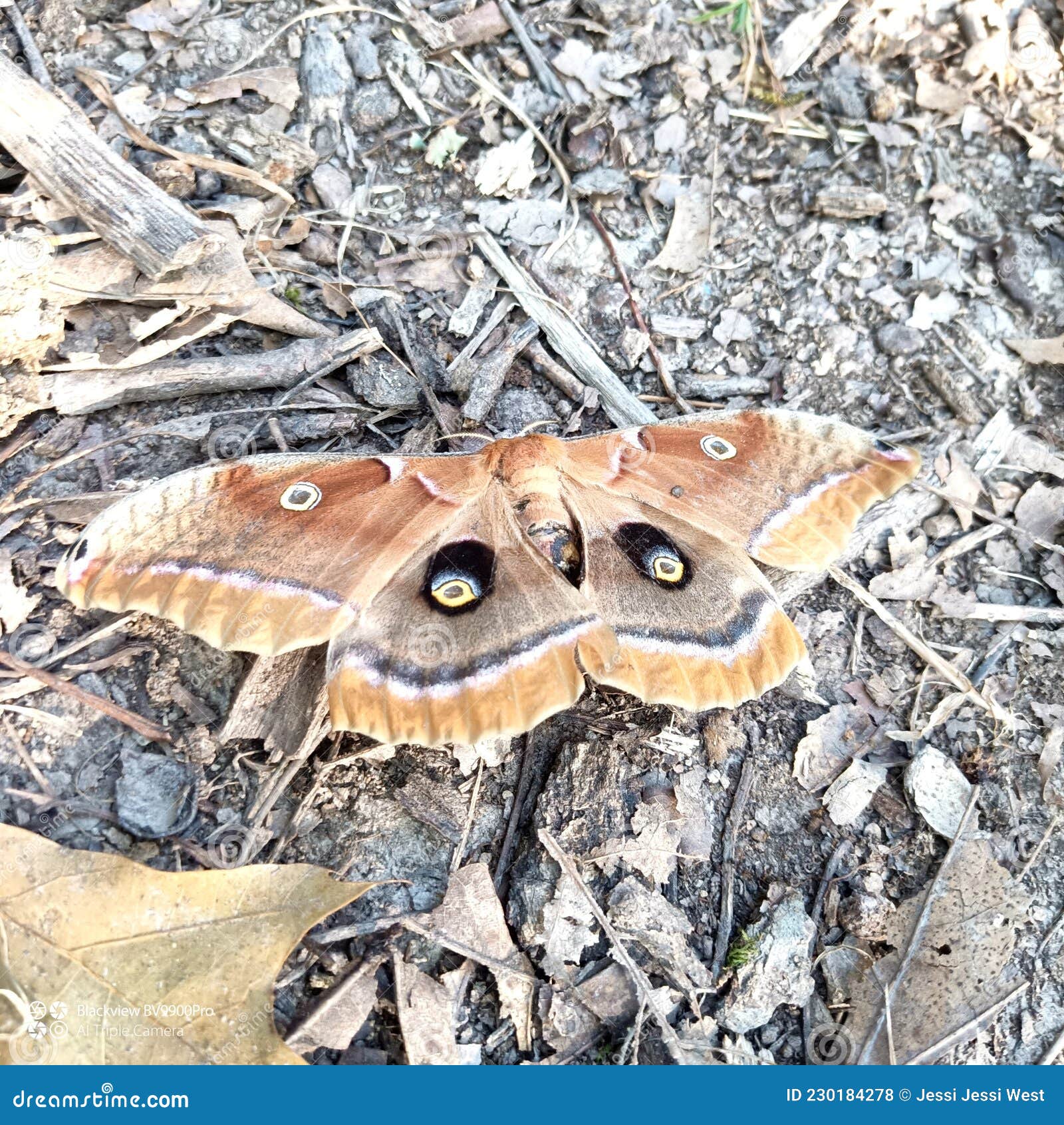 Scared moth wings stock photo. Image of soil, wing, animal - 230184278