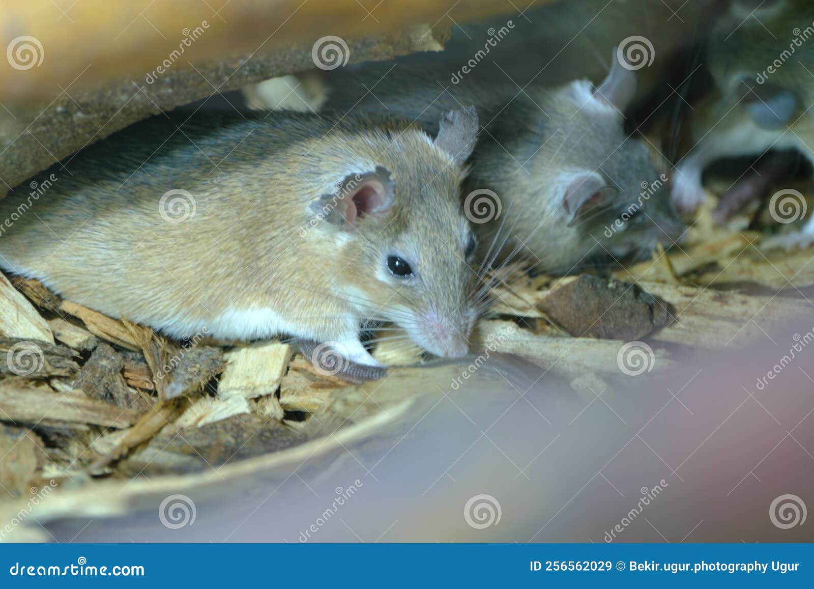 Scared mouse stock image. Image of long, mouse, animal - 256562029