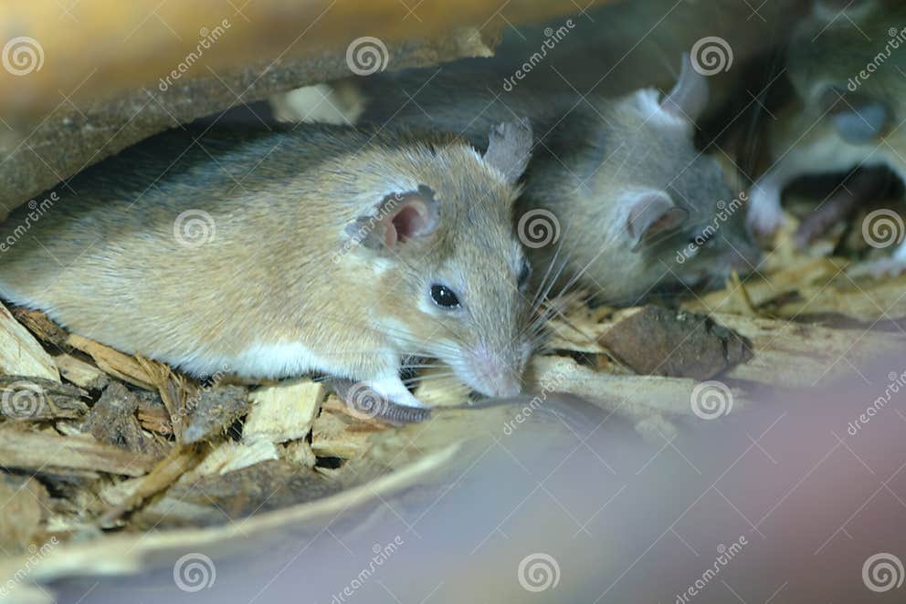 Scared mouse stock image. Image of long, mouse, animal - 256562029