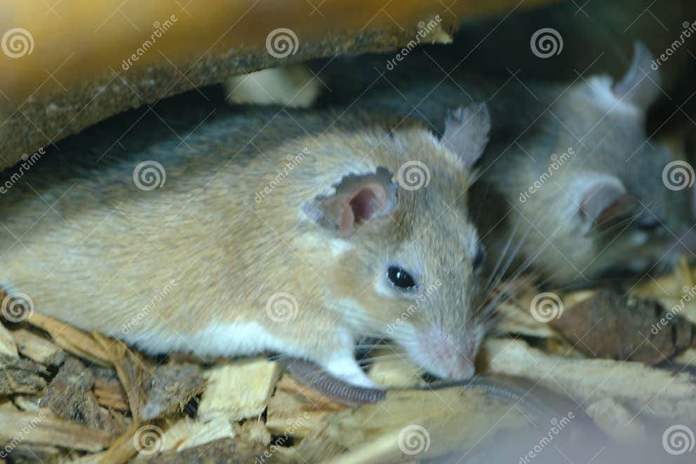 Scared mouse stock image. Image of europe, sylvaticus - 256562049
