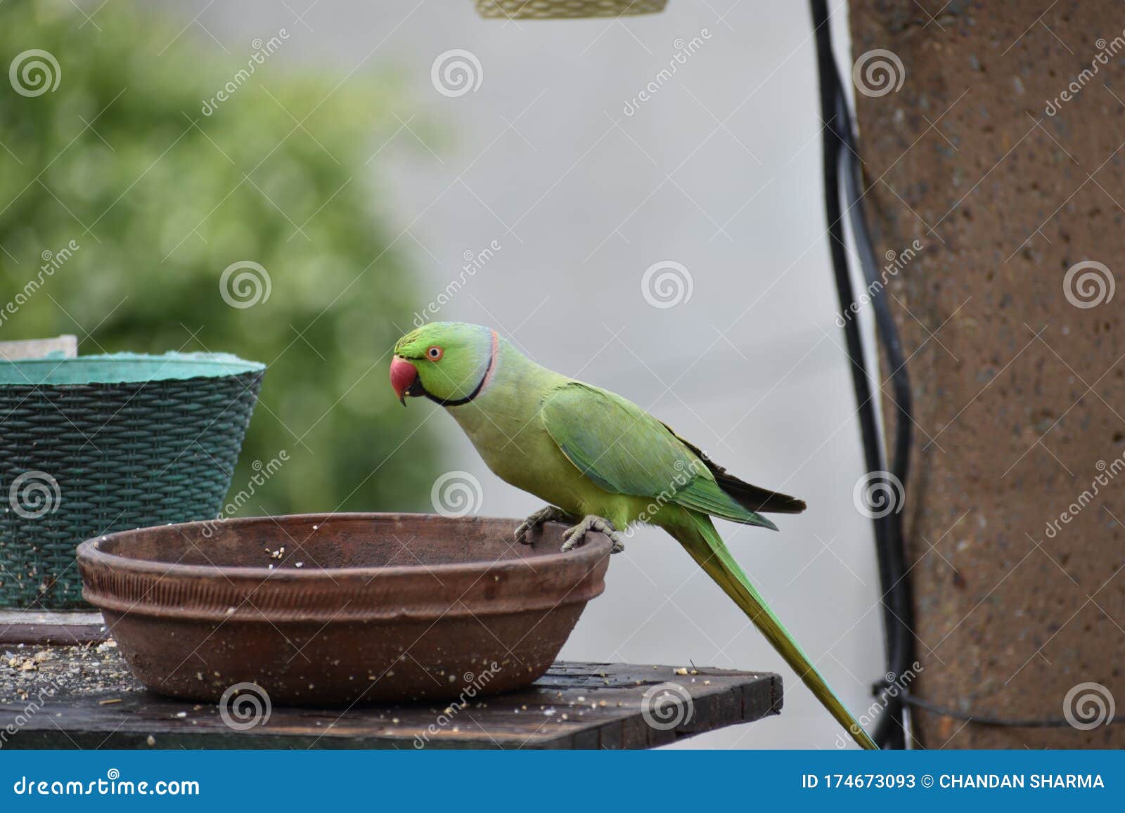 Scared Parrot with Wide Open Eyes Stock Image - Image of cute, wide ...