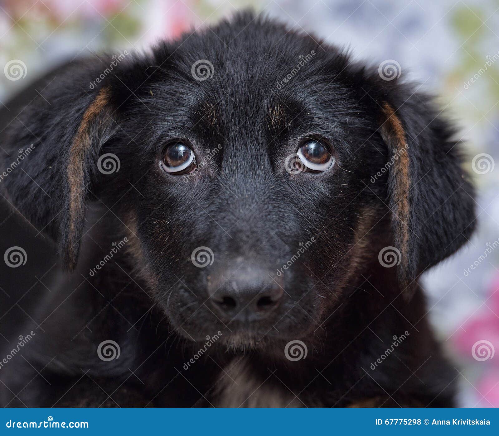 Scared pooch puppy stock photo. Image of home, fluffy - 67775298