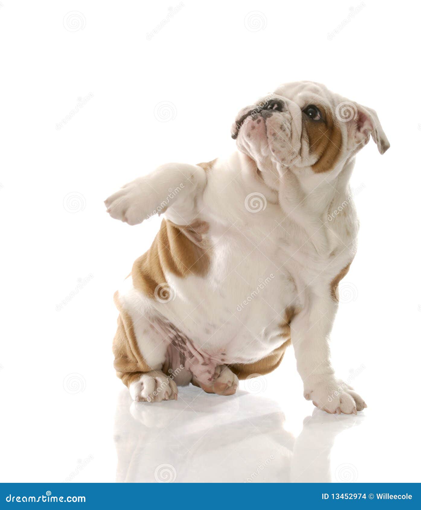 Scared puppy stock photo. Image of isolated, purebred - 13452974