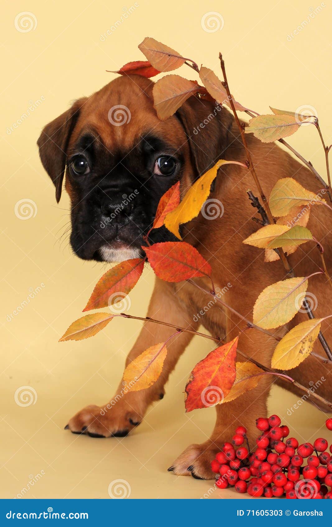 A Scared Puppy Boxer Hid Behind a Thin Twig Stock Image - Image of ...