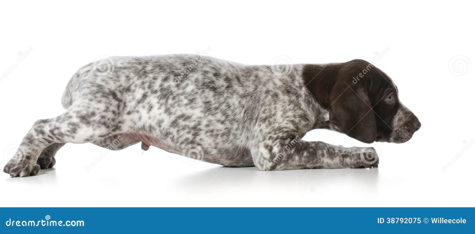 Scared puppy stock image. Image of small, cute, shorthaired - 38792075