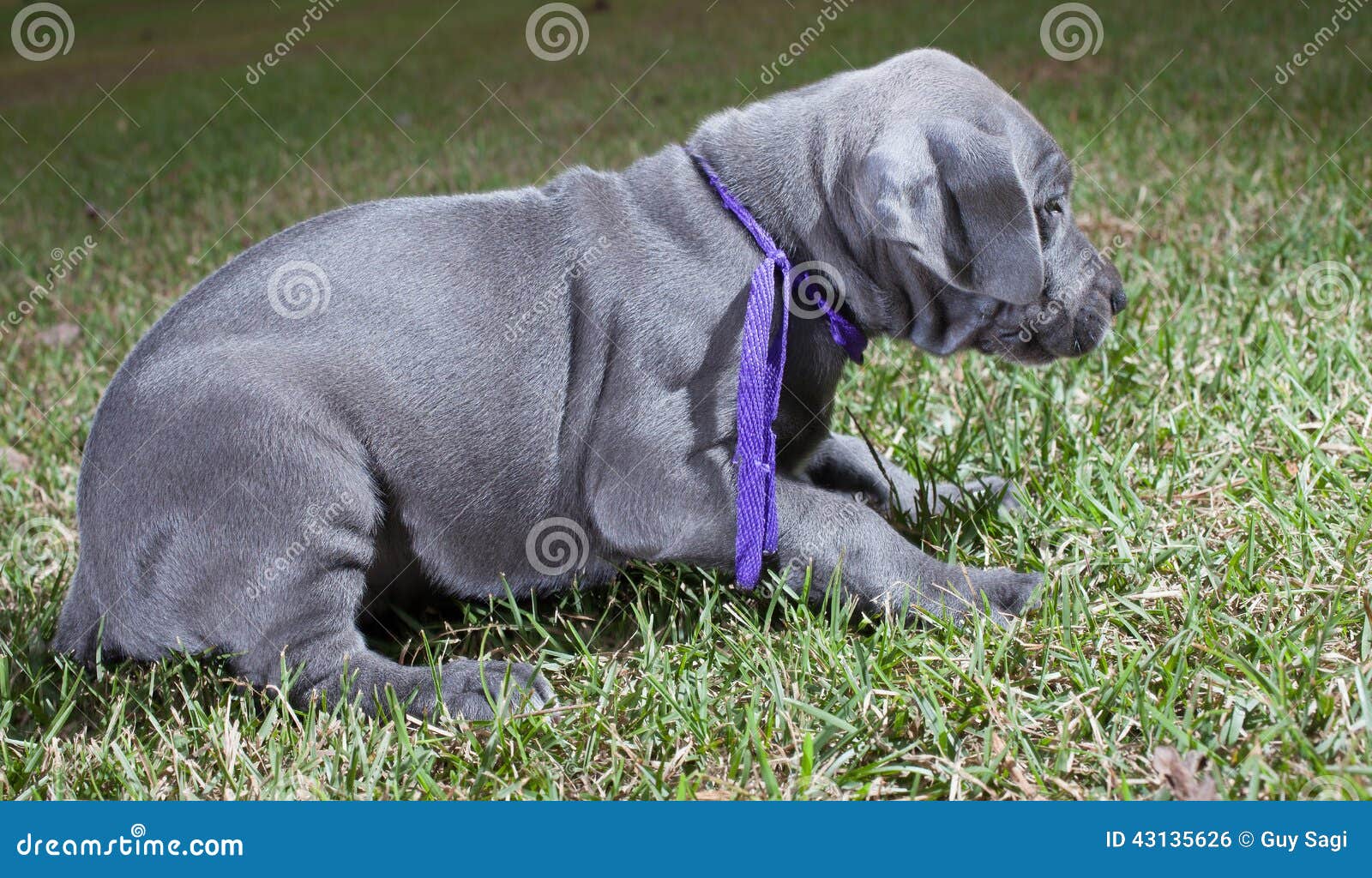 Scared puppy stock photo. Image of youth, whiskers, grass - 43135626