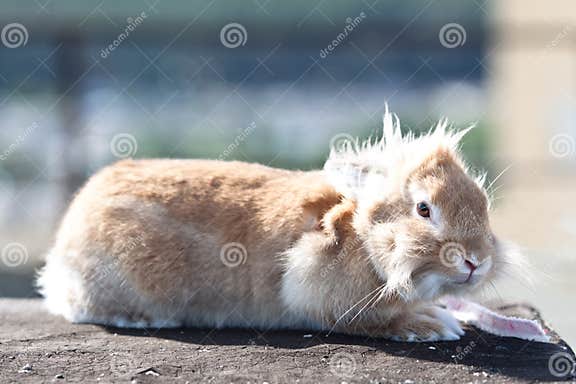 Scared rabbit. stock photo. Image of small, nature, ears - 16488048
