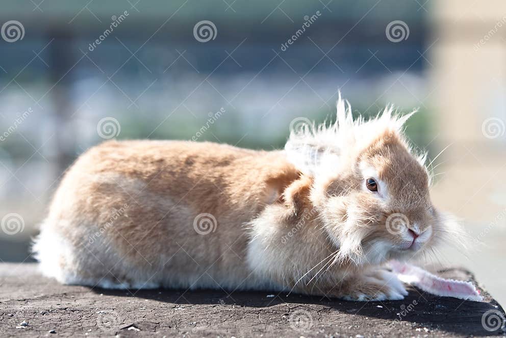 Scared rabbit. stock photo. Image of small, nature, ears - 16488048