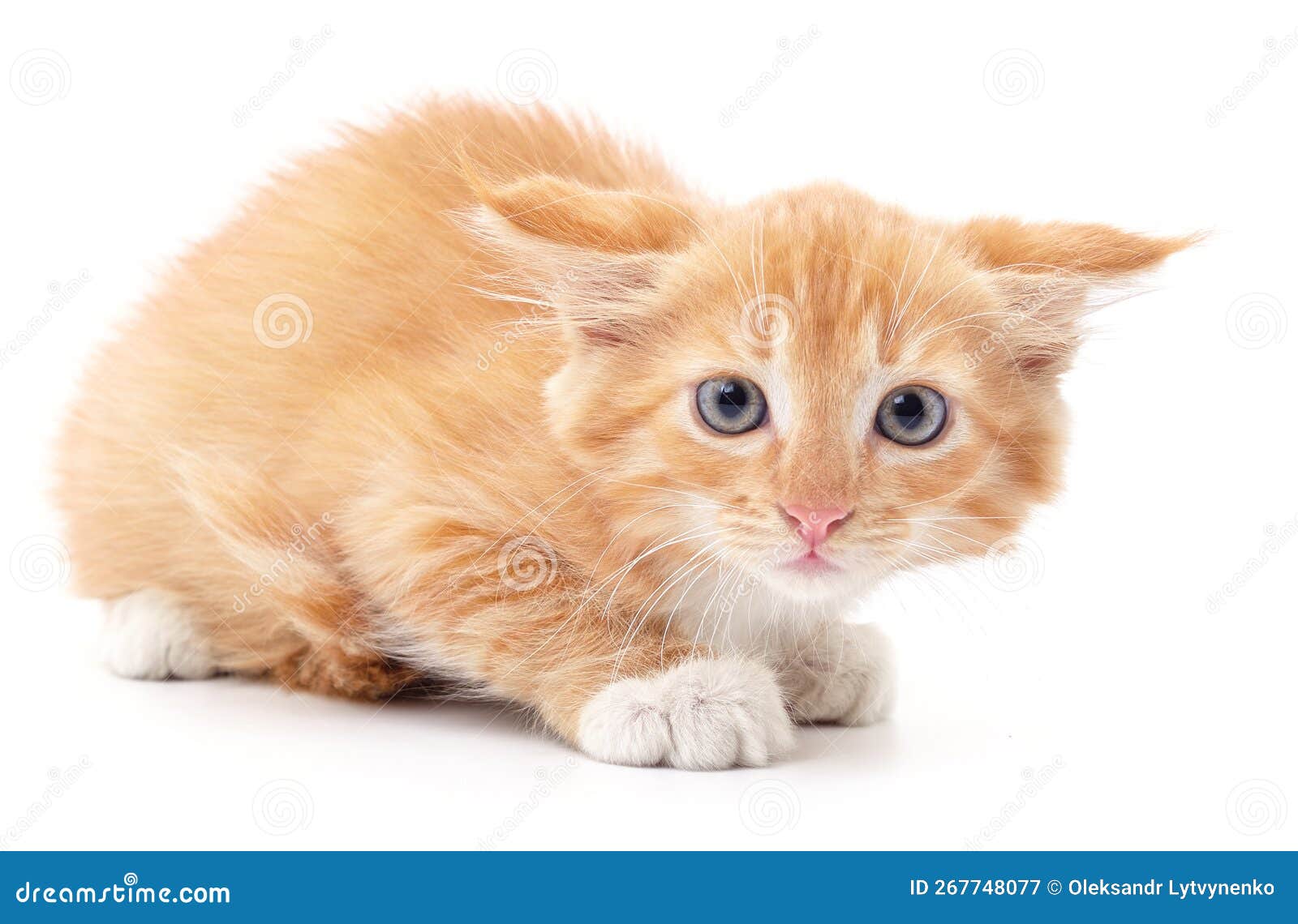 Scared red cat stock image. Image of feelings, emotions - 267748077