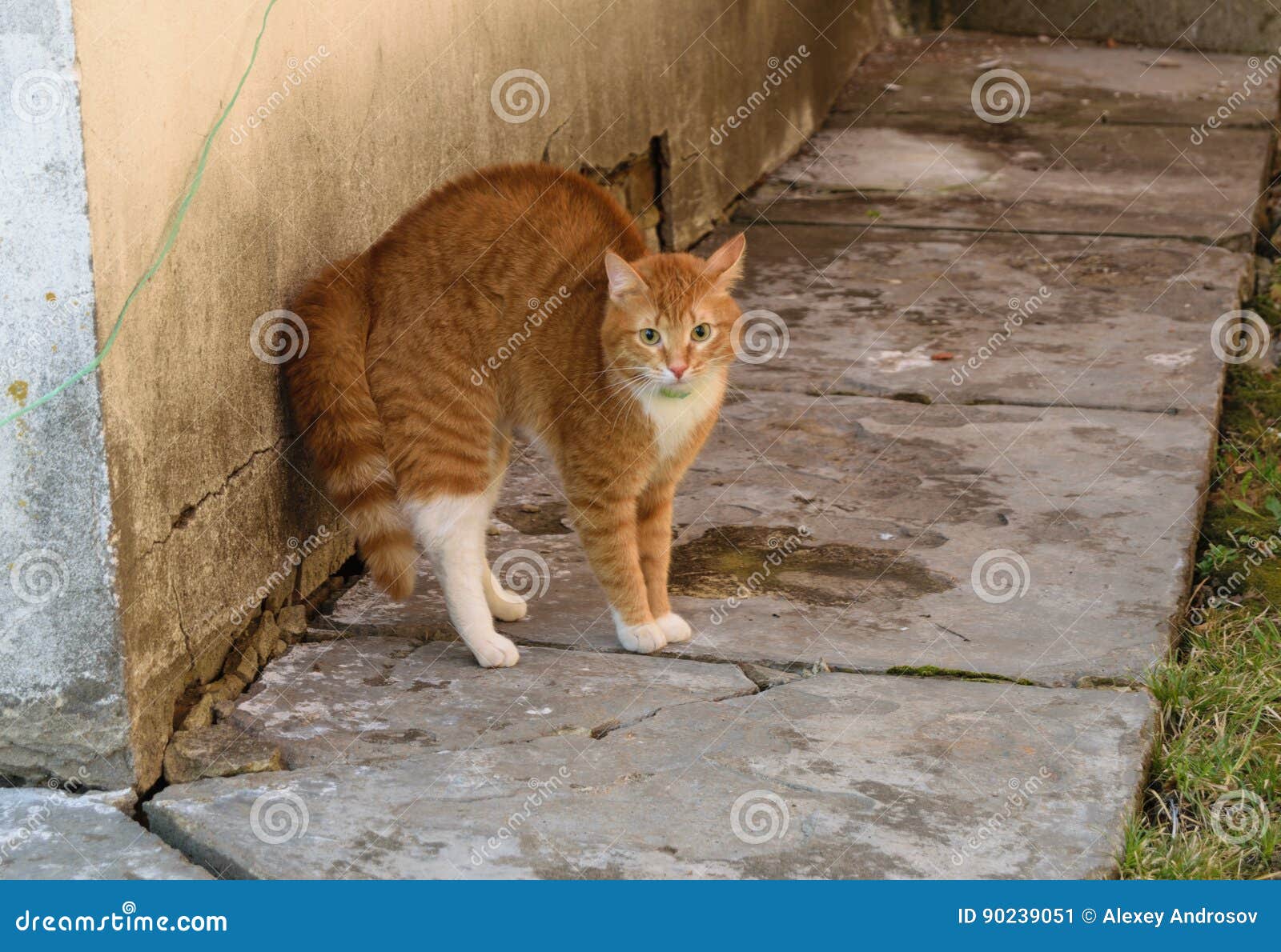 Scared red cat in the yard stock image. Image of paws - 90239051