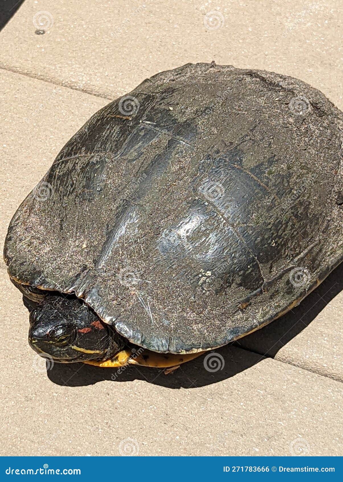 Scared Red-eared Slider Turtle in Shell Stock Photo - Image of ...