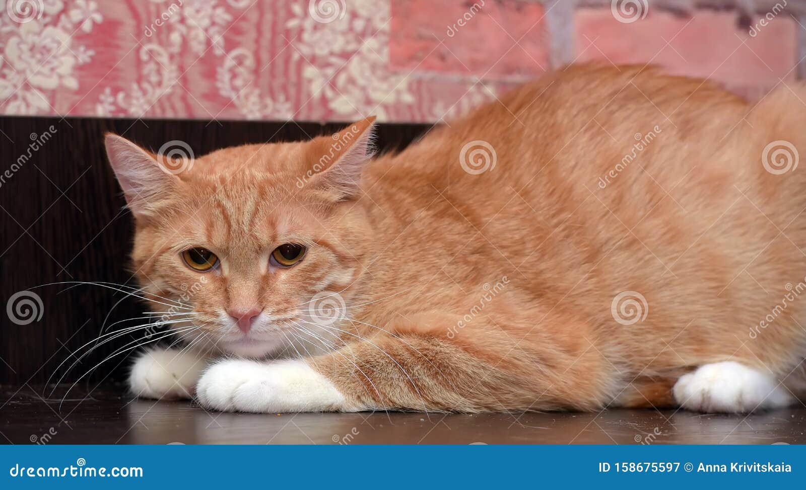 Scared red with white cat stock image. Image of adorable - 158675597