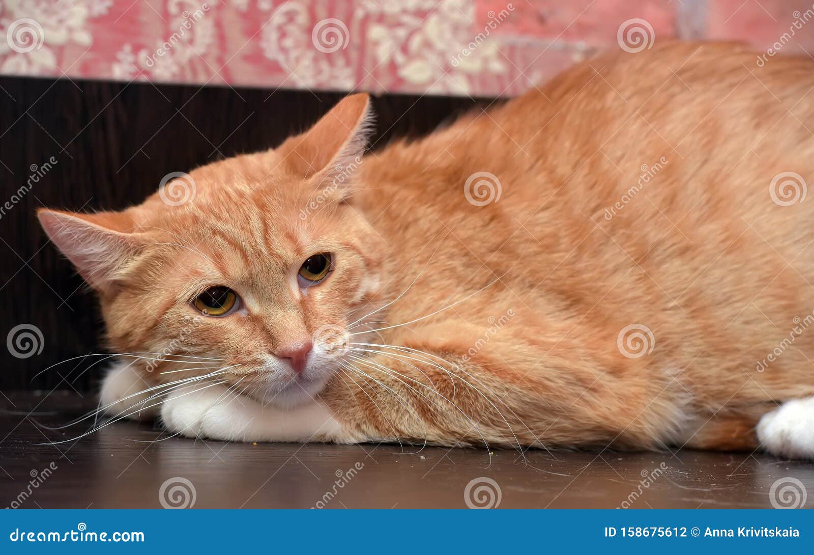 Scared red with white cat stock photo. Image of awed - 158675612
