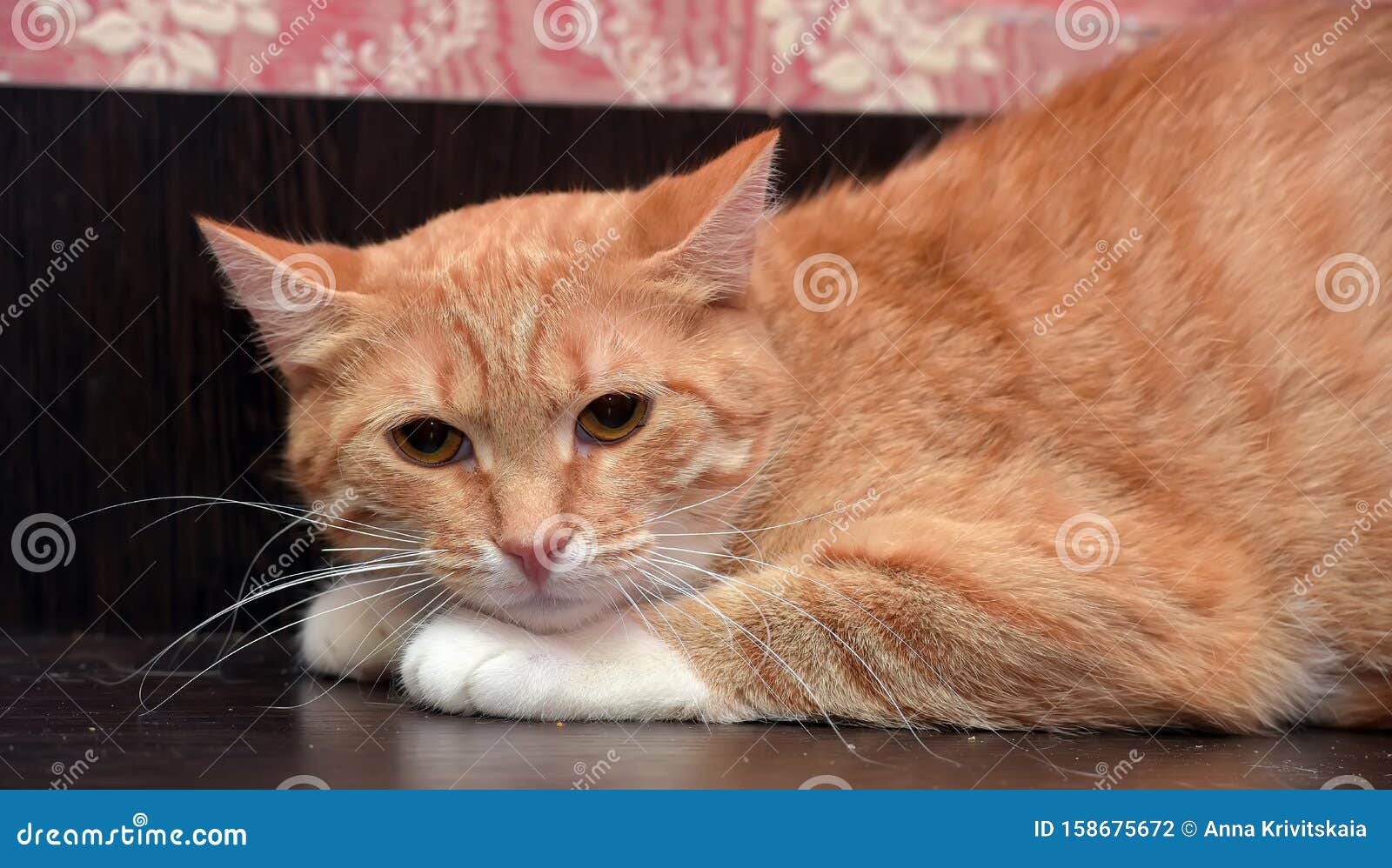 Scared red with white cat stock photo. Image of animal - 158675672