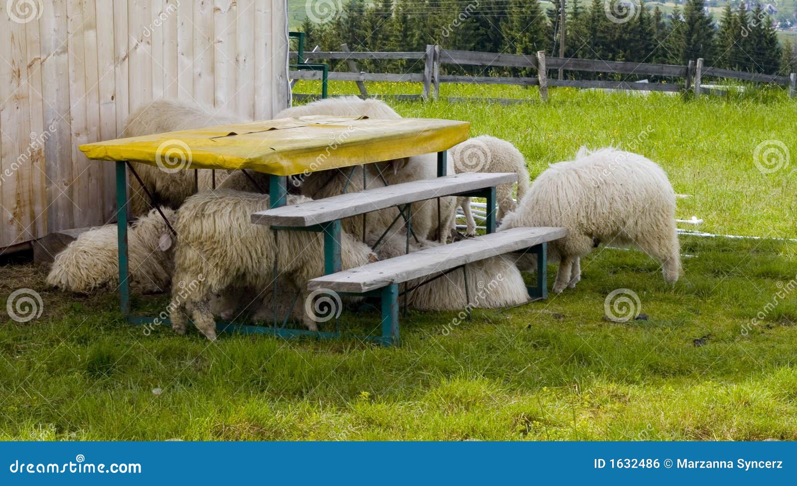 Scared Sheep stock photo. Image of feed, flock, fearful - 1632486