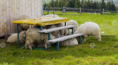 Scared Sheep stock photo. Image of feed, flock, fearful - 1632486