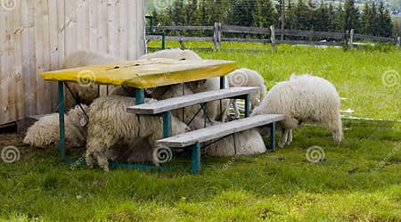 Scared Sheep stock photo. Image of feed, flock, fearful - 1632486