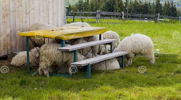 Scared Sheep stock photo. Image of feed, flock, fearful - 1632486