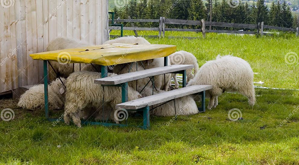 Scared Sheep stock photo. Image of feed, flock, fearful - 1632486