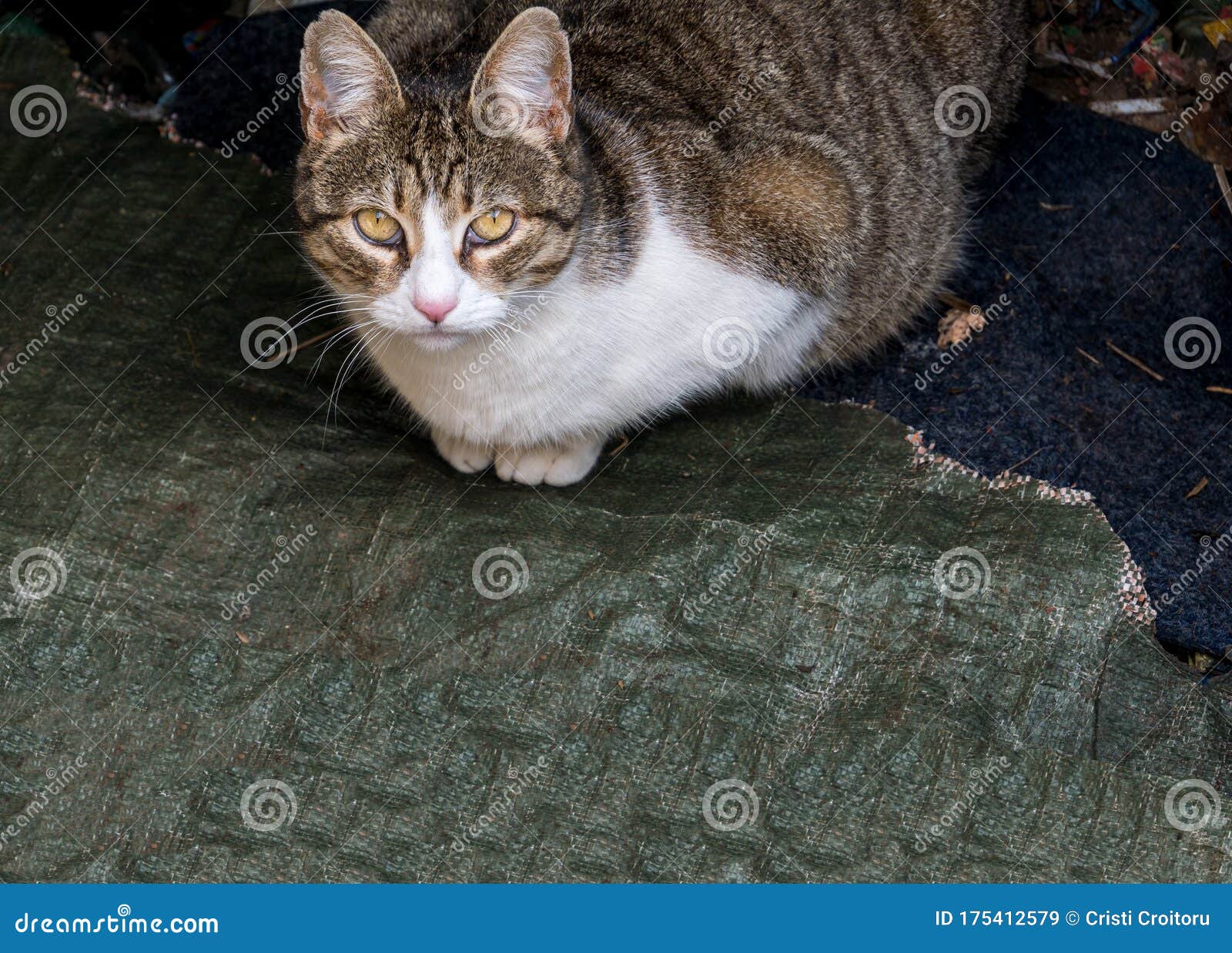 Scared Stray Cat Looking at the Camera Stock Image - Image of kitty ...