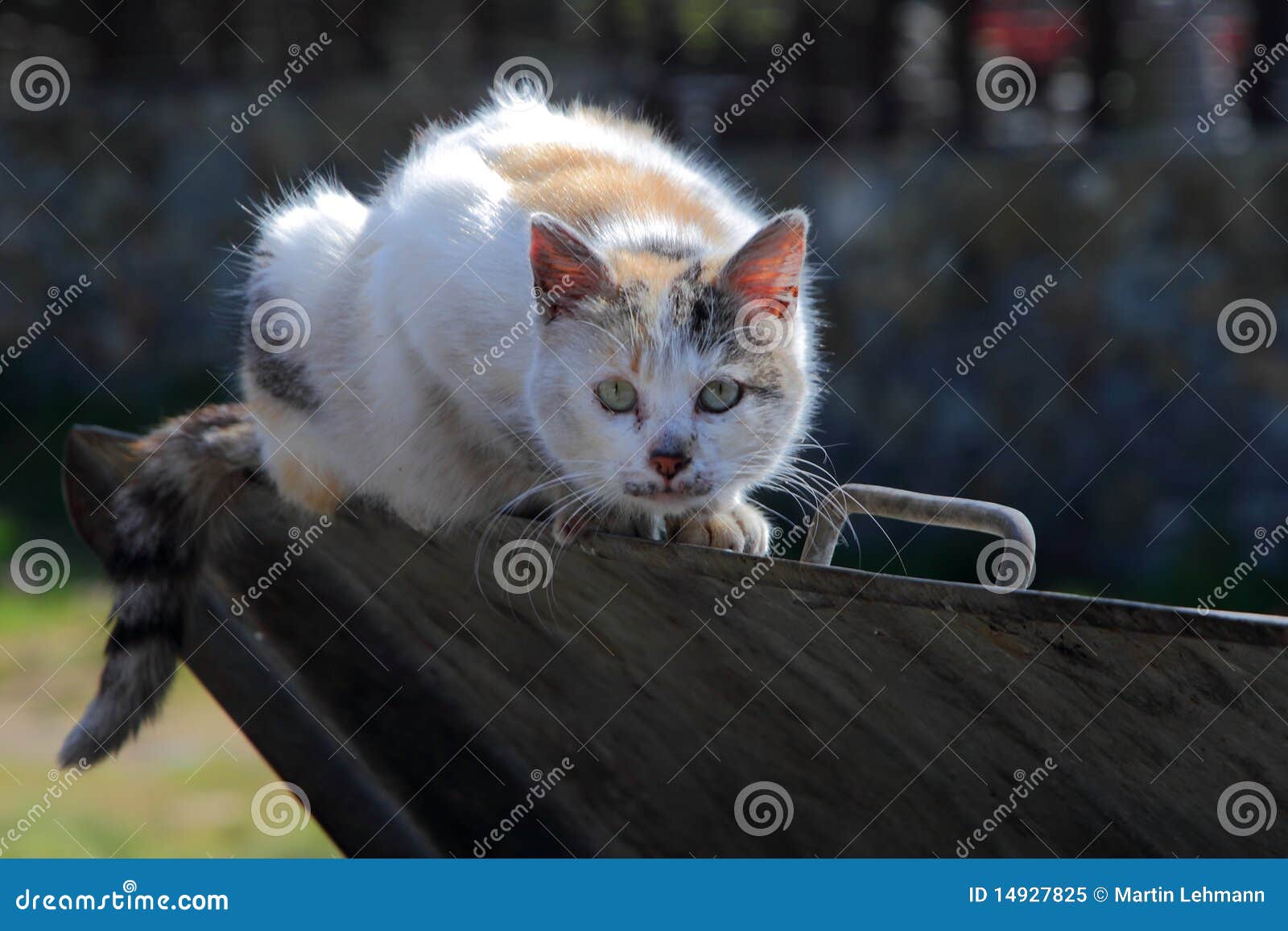 Scared street cat stock image. Image of ready, anxious - 14927825