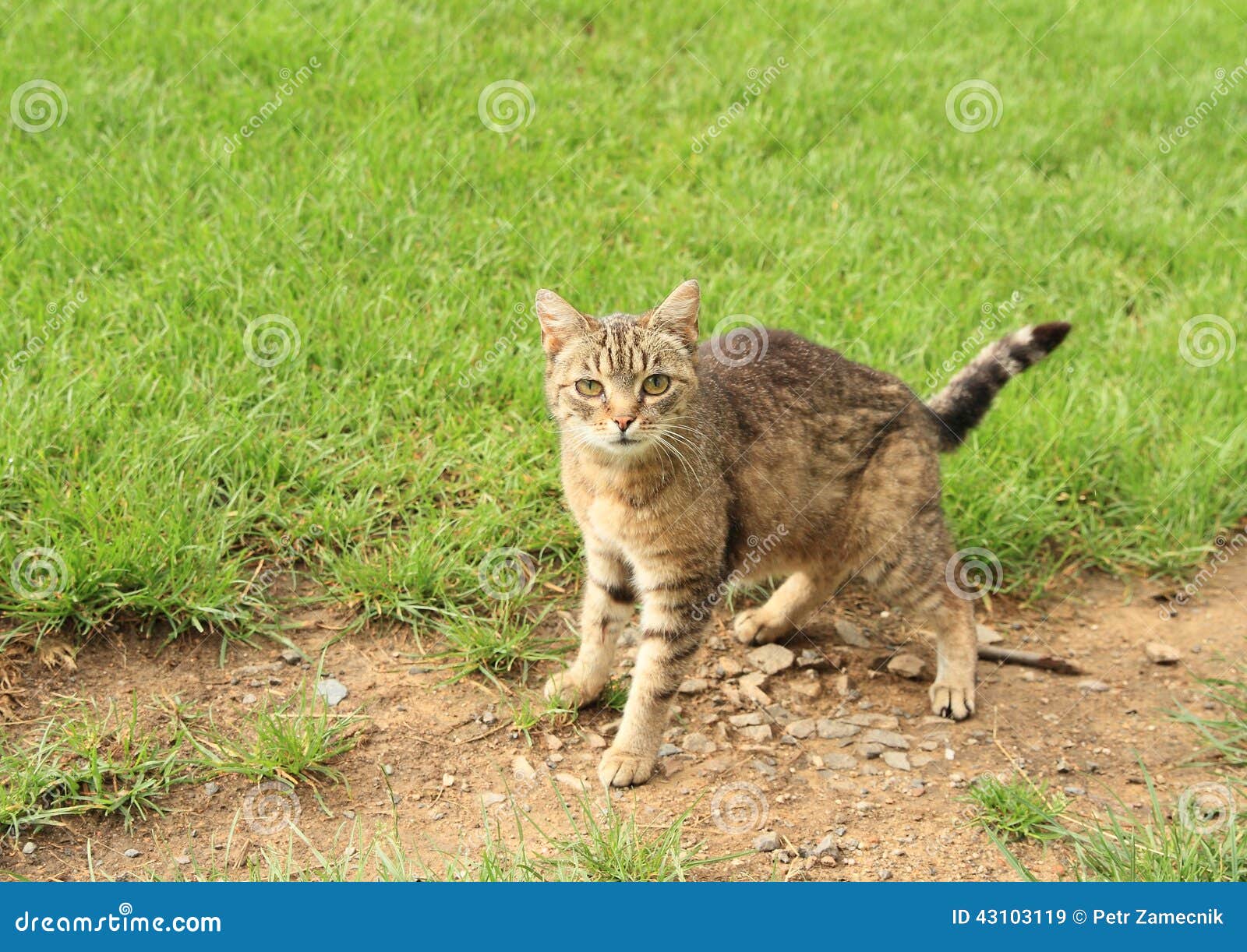 Scared tabby cat stock image. Image of white, watch, grass - 43103119