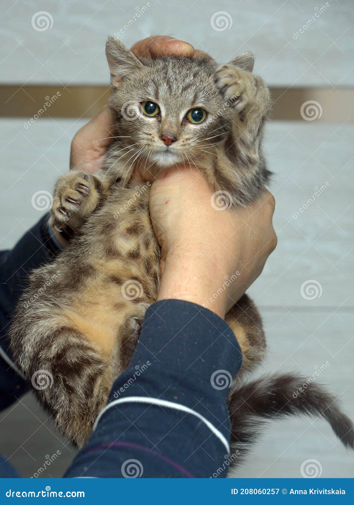 Scared Tabby Kitten at the Animal Shelter Stock Image - Image of small ...