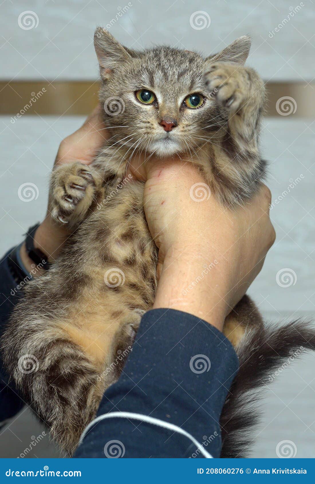 Scared Tabby Kitten at the Animal Shelter Stock Photo - Image of nose ...