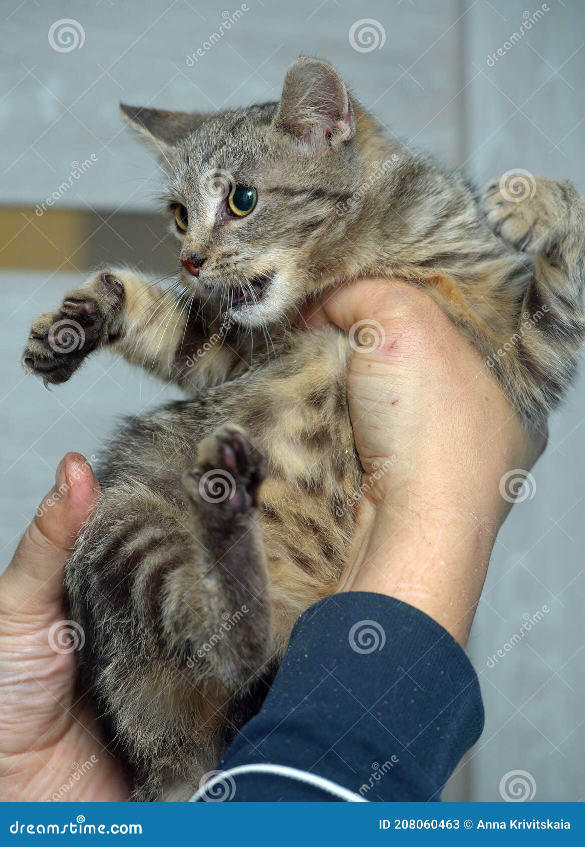 Scared Tabby Kitten at the Animal Shelter Stock Image - Image of alone ...