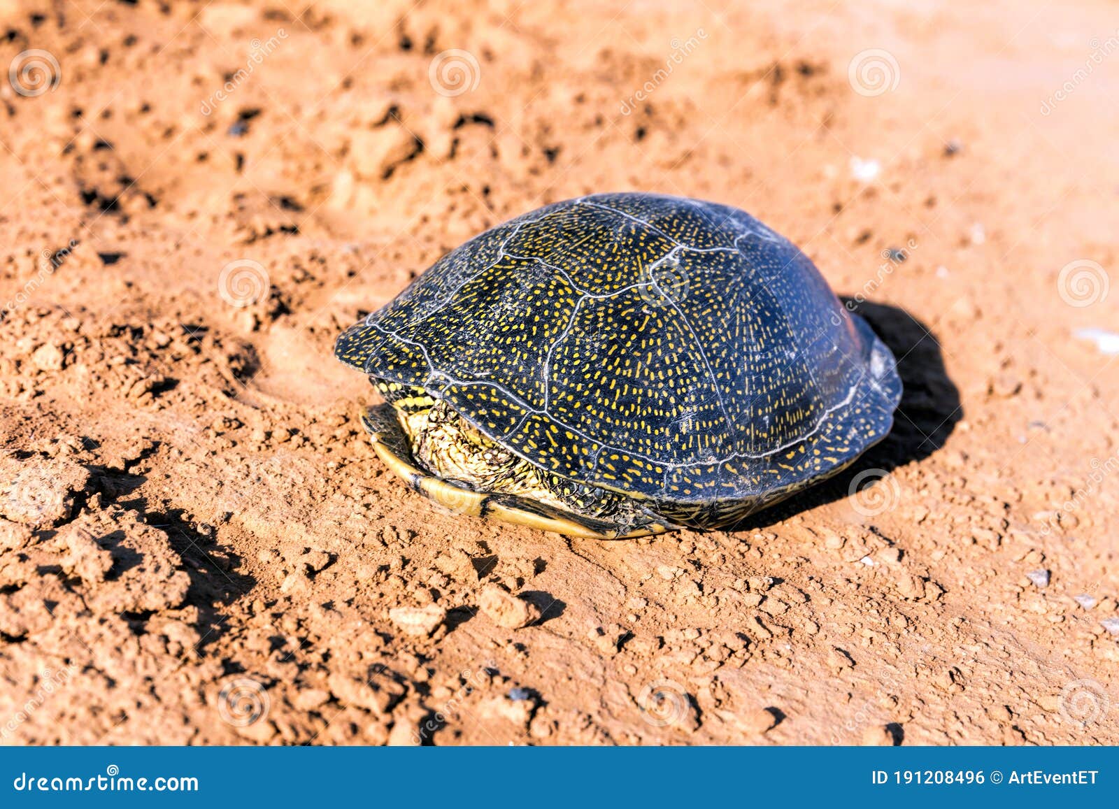 Scared Tortoise Hid in Shell Stock Photo - Image of shell, wild: 191208496