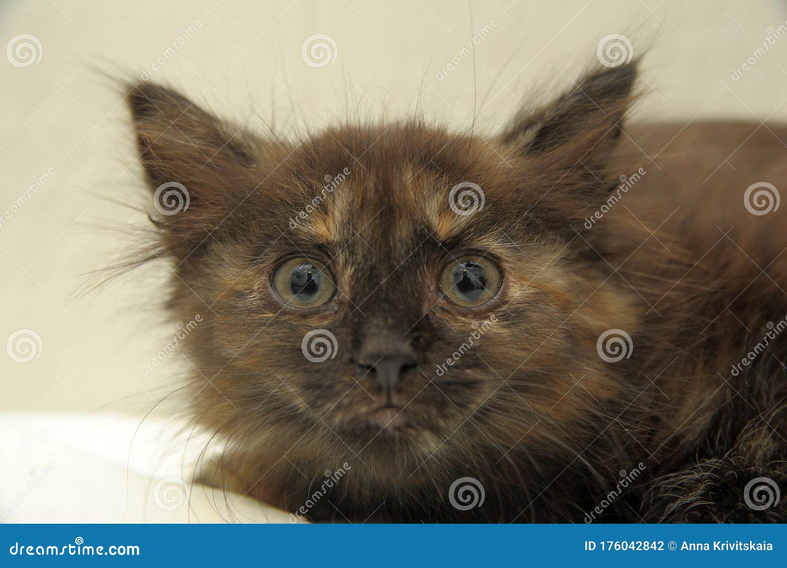 Scared Kitten on a Light Background Stock Photo - Image of obedient ...