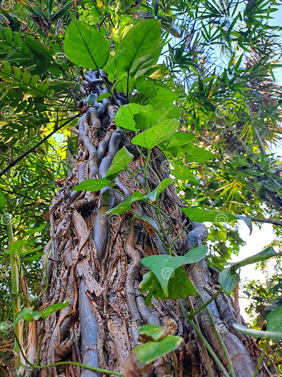 Scared Tree in the Forest and Win Win Solution Love the Green Love ...