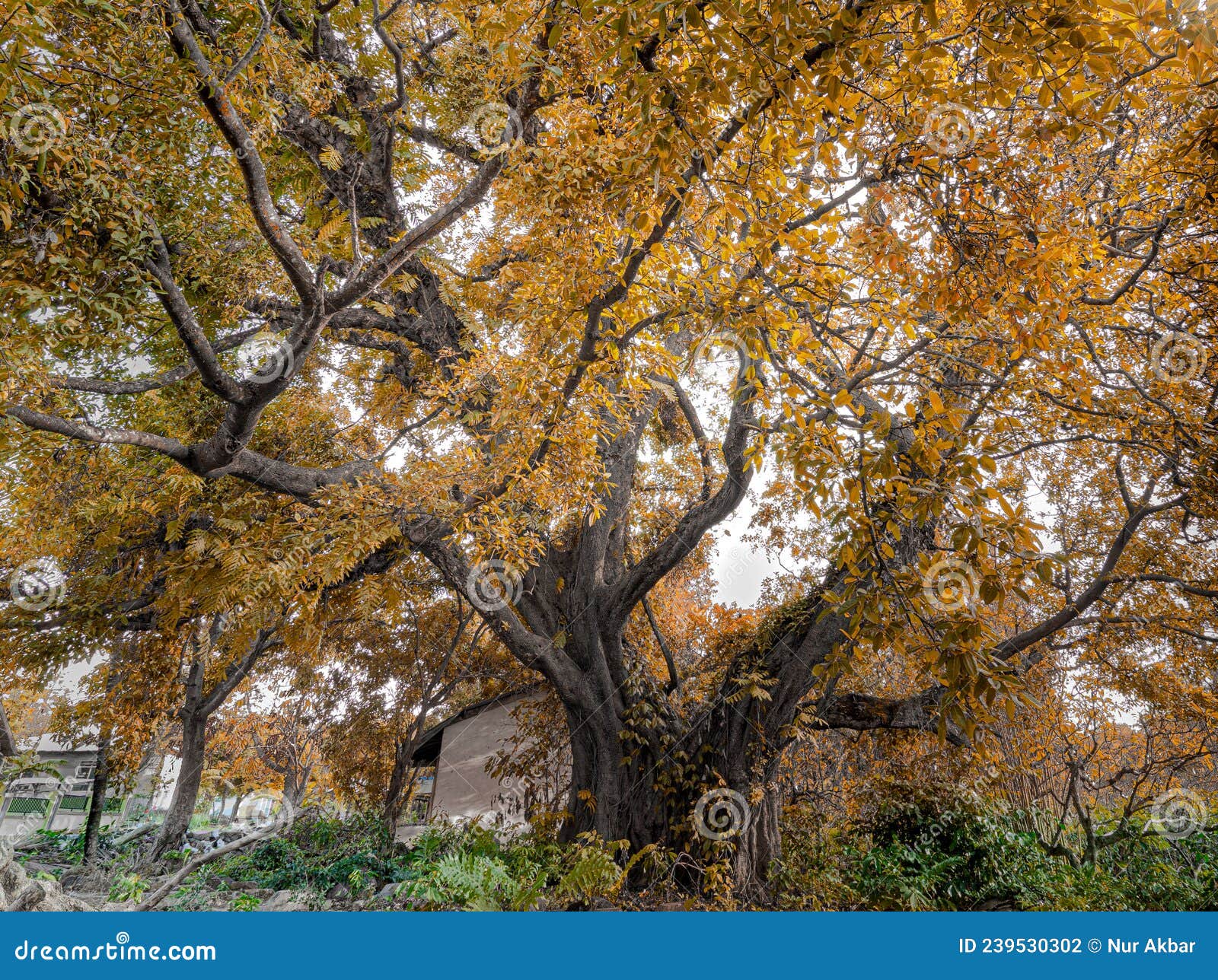 Scared tree stock photo. Image of house, scared, tree - 239530302