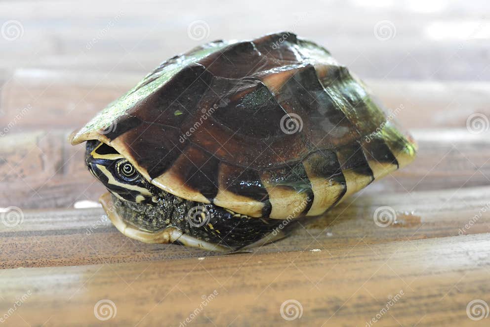 Scared turtle stock image. Image of armature, turtle - 67789781
