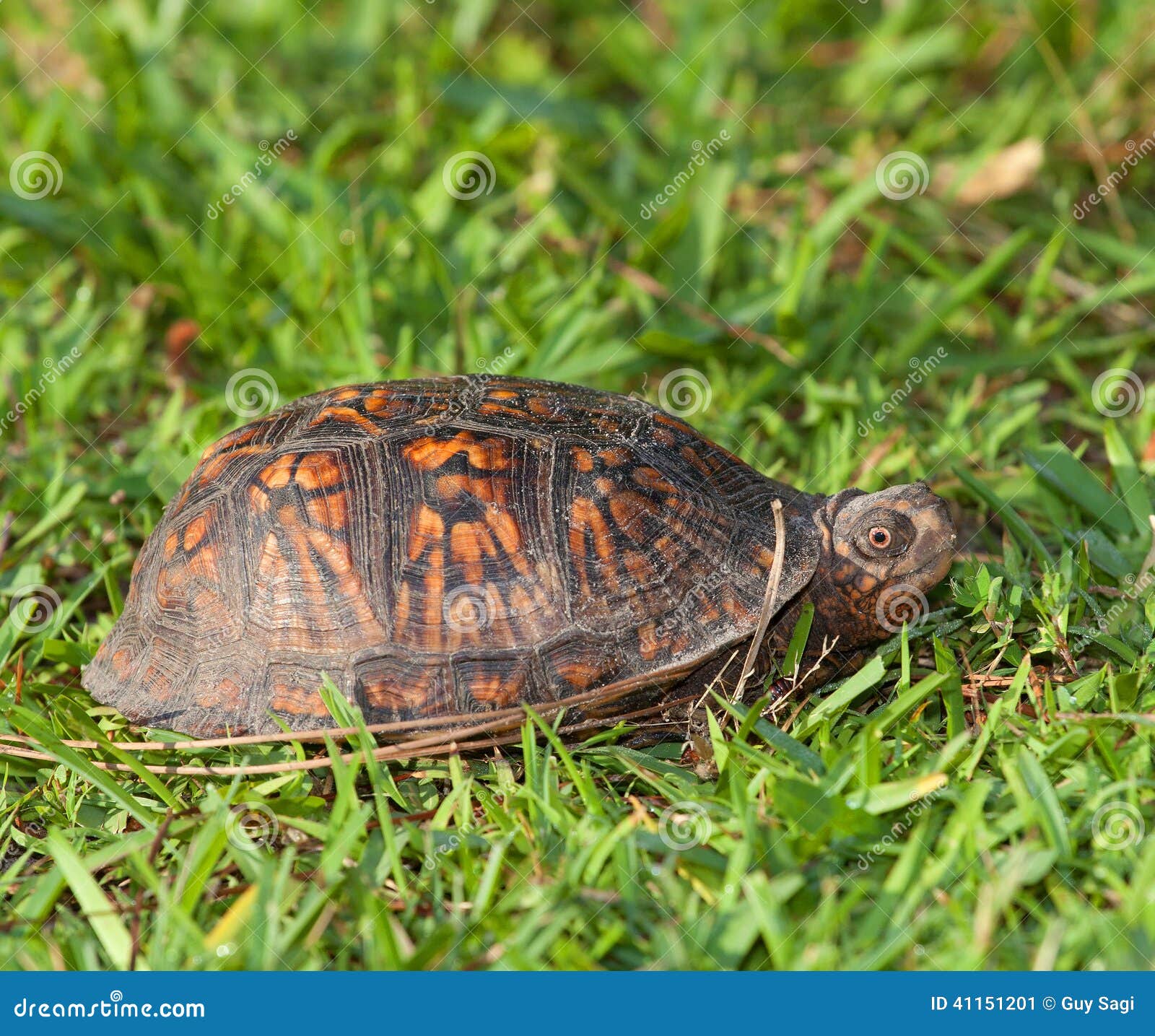 Scared turtle stock image. Image of reptile, wildlife - 41151201