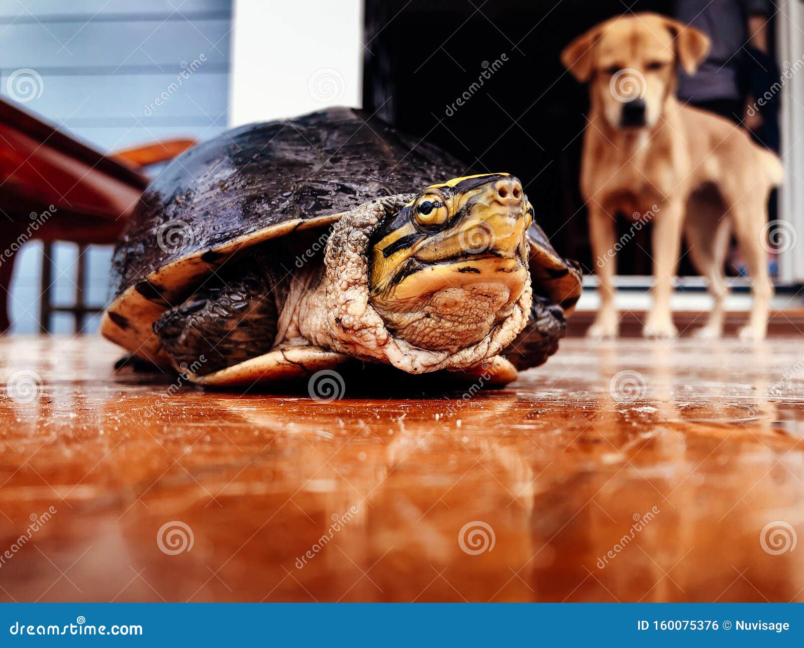 Scared Turtle Keeps Head in Shell with Curious Dog Look from Behind ...