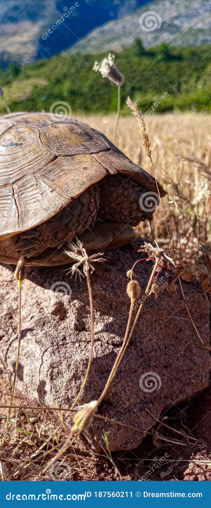 Scared Turtle on the Mountain of Tetouan, Morroco Stock Image - Image ...