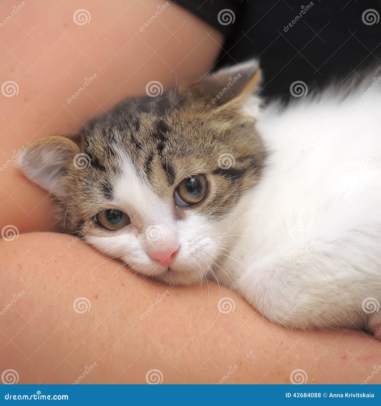 Scared Unhappy Kitten Snuggled Stock Photo - Image of curiosity, family ...