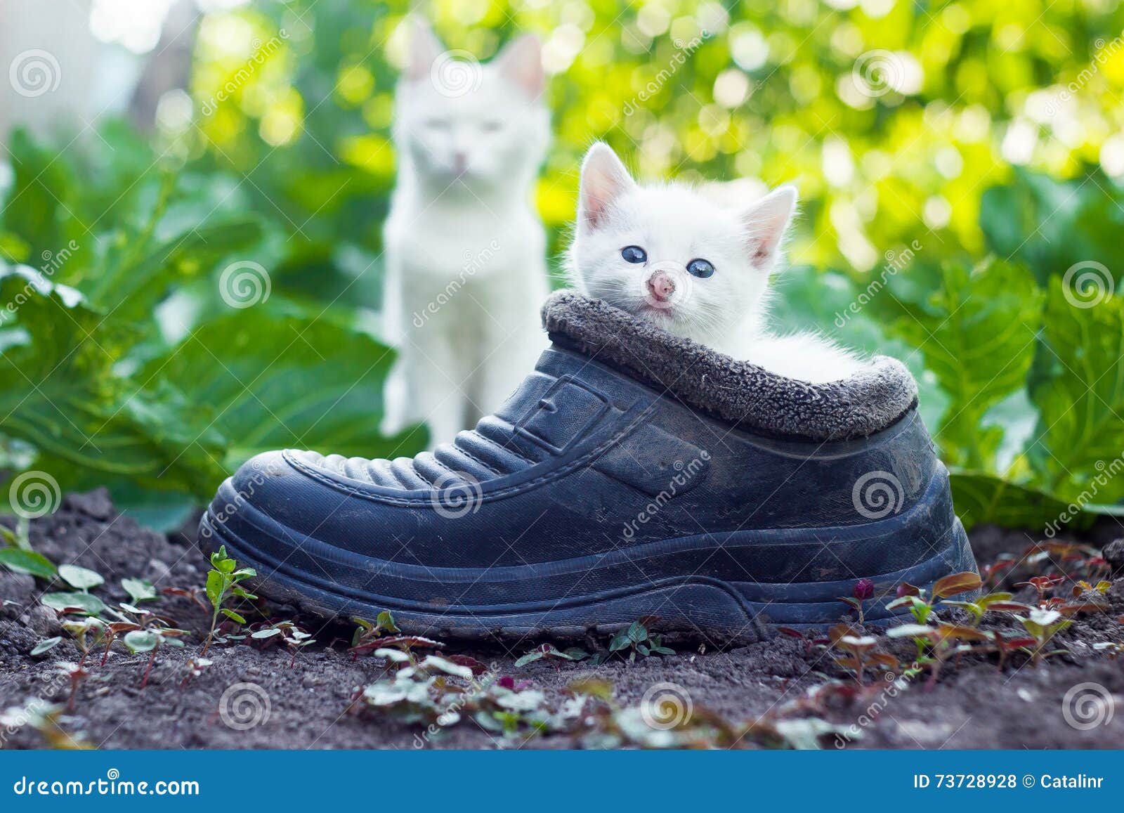 Scared White Kitten Sitting in Old Boot Stock Photo - Image of love ...