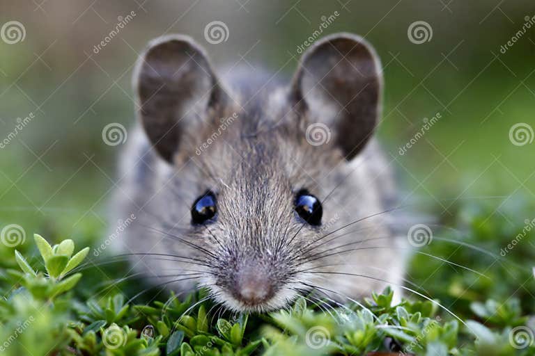 Scared house mouse stock image. Image of small, long - 10705469